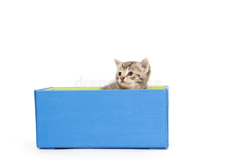 Cute Tabby Kitten Sitting in a Blue Box Stock Photo - Image of mammal ...