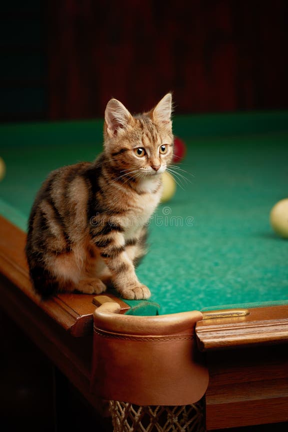 Cute Tabby Kitten Sitting on the Edge of a Pool Table Indoors from a ...