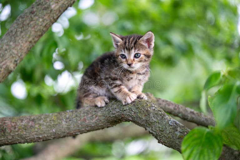 Cute Tabby Kitten Sitting in a Tree Stock Image - Image of tabby ...