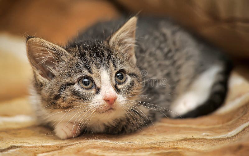 A small tabby cat stock photo. Image of face, animals - 60977480