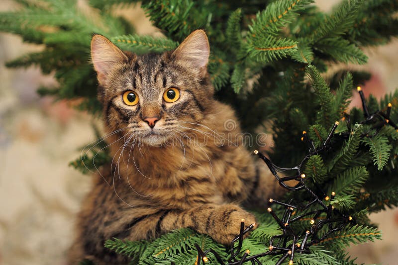 Cute Tabby Cat Climbing the Christmas Tree Stock Image - Image of copy ...