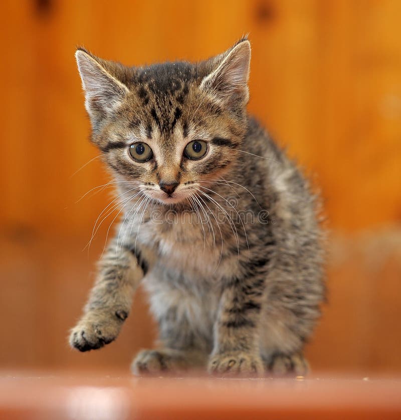 Cute tabby kitten stock image. Image of domestic, beautiful - 30814275