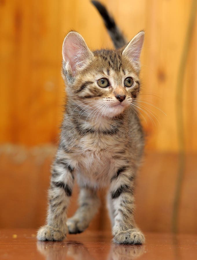 Cute tabby kitten stock photo. Image of face, curious - 30814402