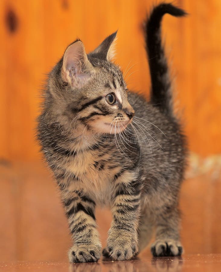 Cute tabby kitten stock image. Image of face, furry, cute - 33585481