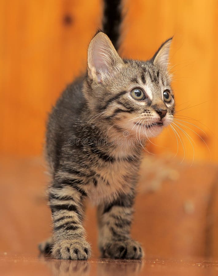 Cute tabby kitten stock photo. Image of domesticated - 33585566