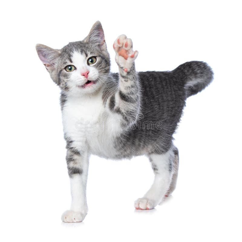 A Little Tabby Cat Waves His Paw and Says Bye Stock Image - Image of ...