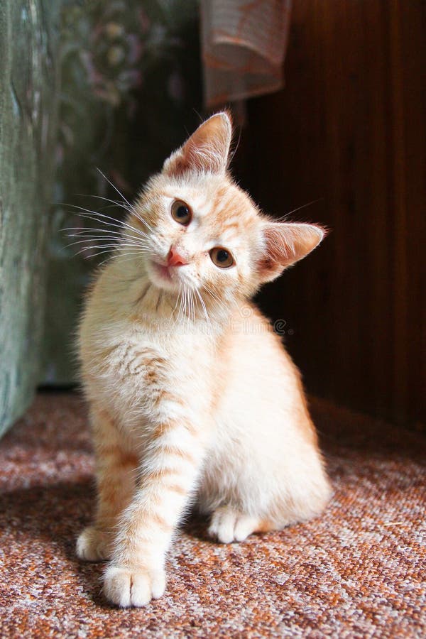 A cute tabby kitty stock image. Image of cute, endearing - 141543961