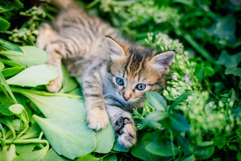 Cute Tabby Little Kitten in the Grass Stock Image - Image of kitty ...