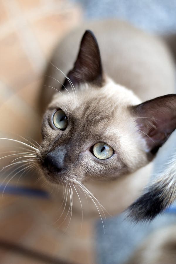 Cute Tabby Longhair Cat Looking Up into Camera Stock Photo - Image of ...