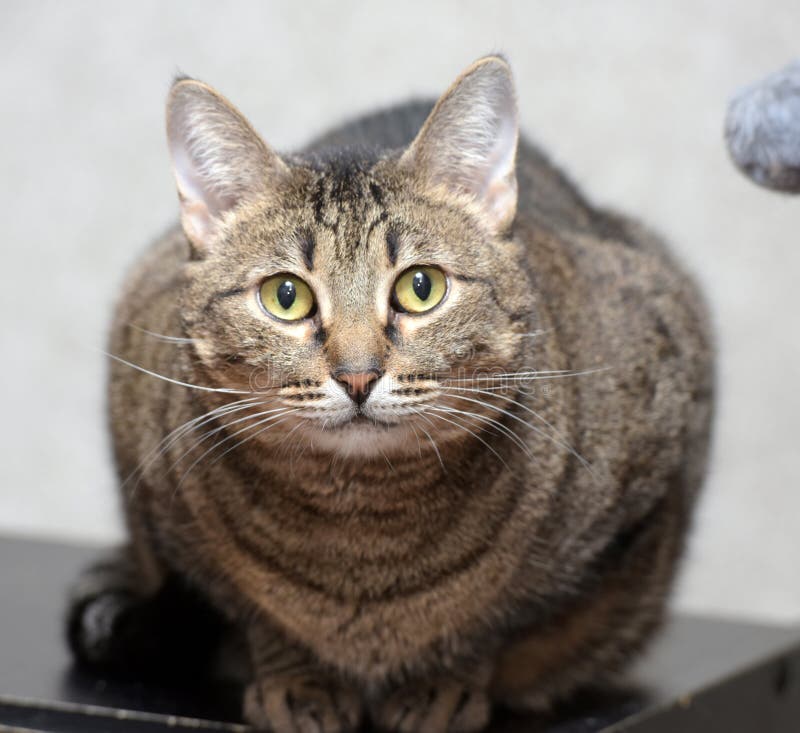 Cute tabby shorthair cat. stock photo. Image of purr - 48434364