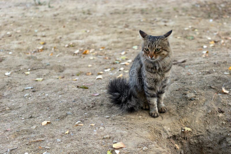 Cute Tabby Stray Cat in Park Stock Image - Image of cute, hair: 162172779
