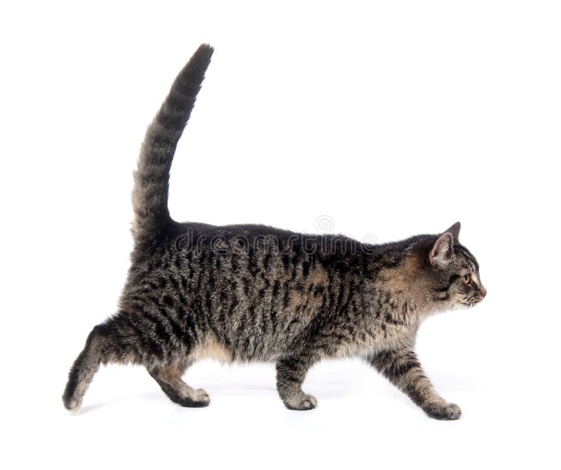 Cute tabby walking stock photo. Image of white, feline - 17942828