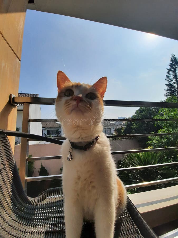 Cute Tabby White and Orange Cat Under the Sun Stock Image - Image of ...