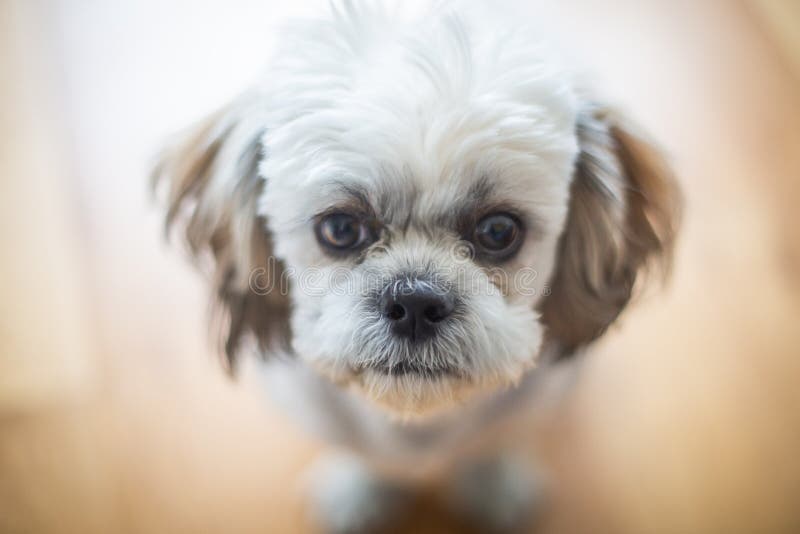 Cute Shitzu puppy. stock image. Image of portrait, brown - 146331535