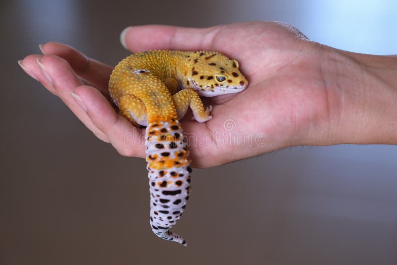 Cute Tangerine Skinned Afghan Leopard Gecko Sleeping on a Man S Palm ...