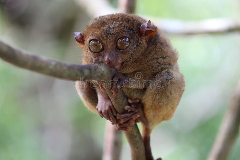 Sleeping tarsier stock image. Image of eyes, bohol, legs - 57578183