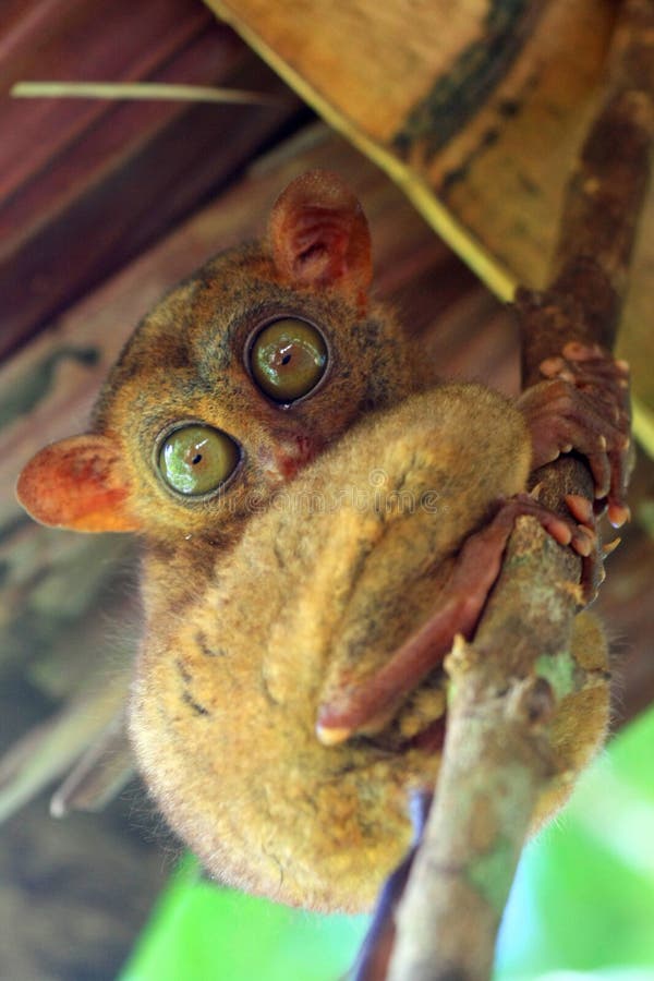 Cute Tarsier Sitting on a Tree Stock Image - Image of funny, animals ...