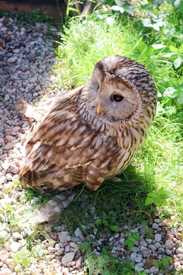 Cute Tawny Owl on the Grass Close Up Stock Image - Image of predator ...