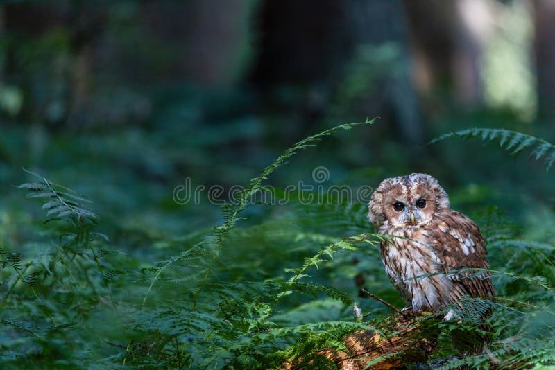 Cute Tawny Owl is Posing Alone in the Bracken Stock Image - Image of ...