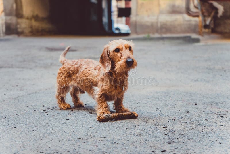 Cute Teckel Dog Brought a Stick while Playing in a Yard Stock Photo ...