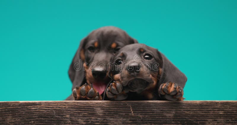 Cute Teckel Puppies in Studio Stock Footage - Video of adorable, nose ...