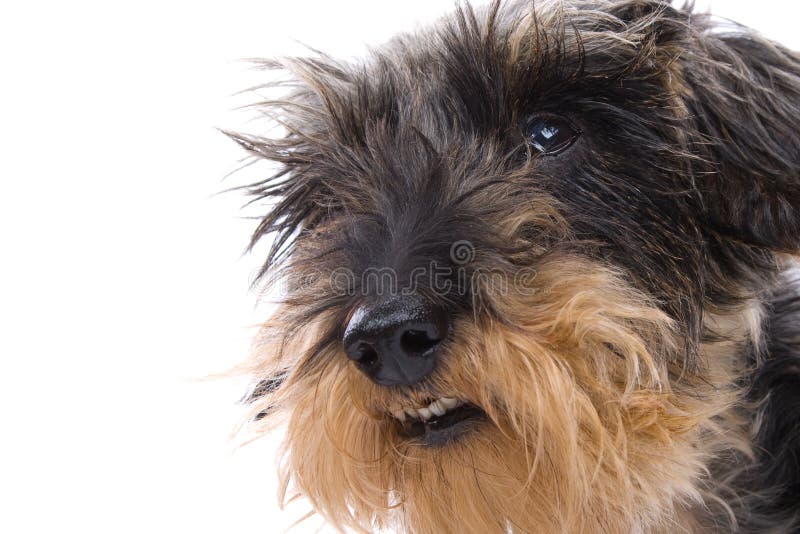 Cute terrier dog stock photo. Image of portrait, elderly - 10760722