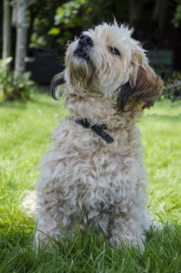 Cute terrier Dog stock photo. Image of terrier, breed - 98069032