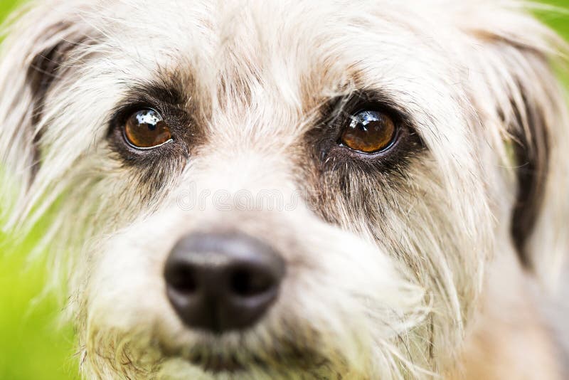 Cute Terrier Dog Face stock image. Image of eyes, close - 90767153