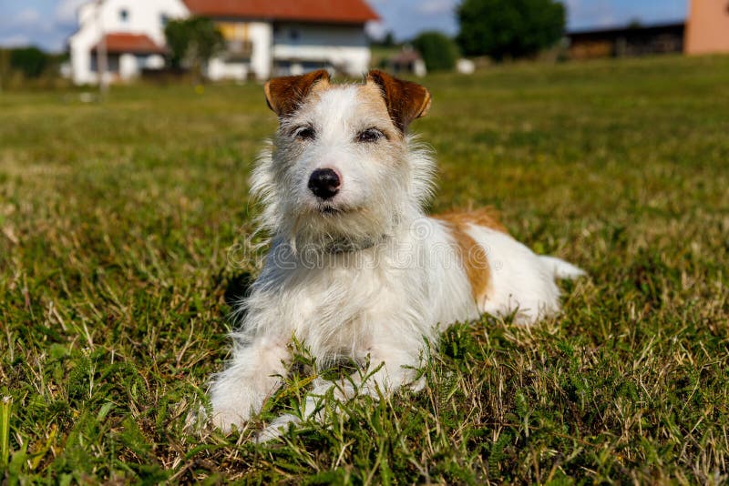 Cute Terrier is Playing on a Meadow Stock Photo - Image of young, jack ...