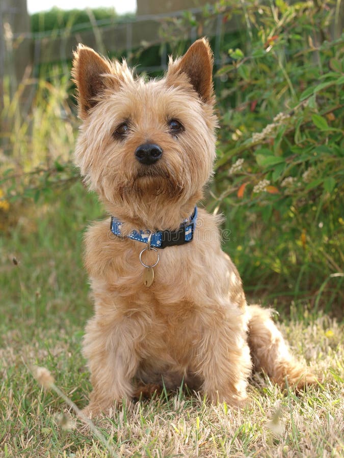 Cute Terrier stock image. Image of pets, outside, pooch - 129923811