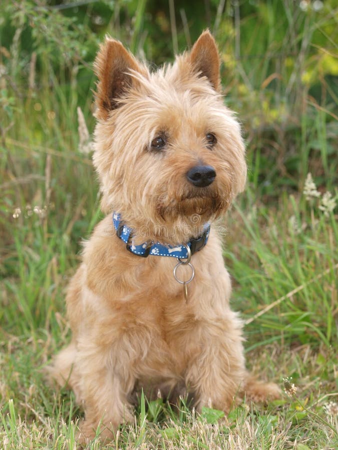 Cute Terrier stock image. Image of looking, mouth, canine - 153722541