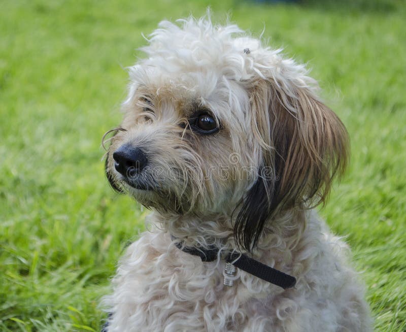 Cute terrier type dog stock image. Image of type, cream - 98068891