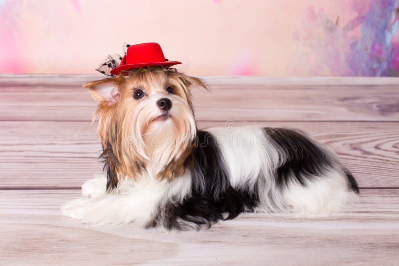 Cute small terrier stock photo. Image of pets, adorable - 113362074