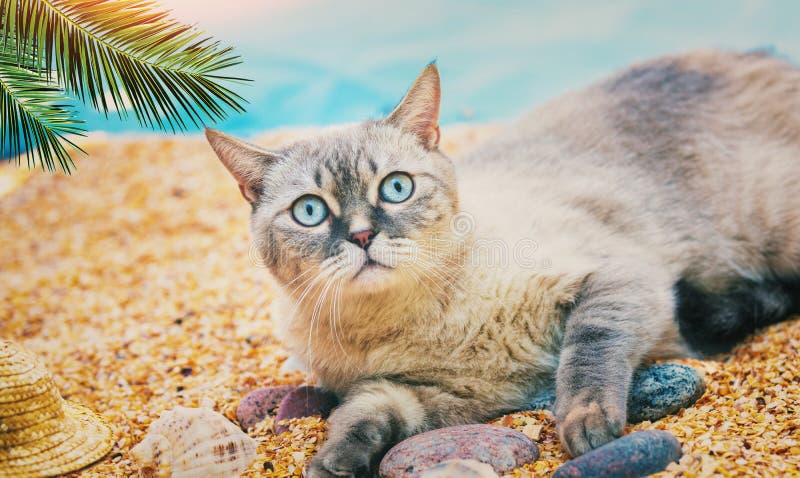 Cute Thai Cat Lying on the Beach in Summer Stock Image - Image of ...