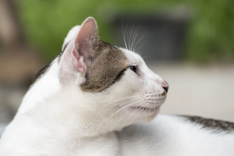 Cute Thai cat stock image. Image of male, purebred, cute - 85244513
