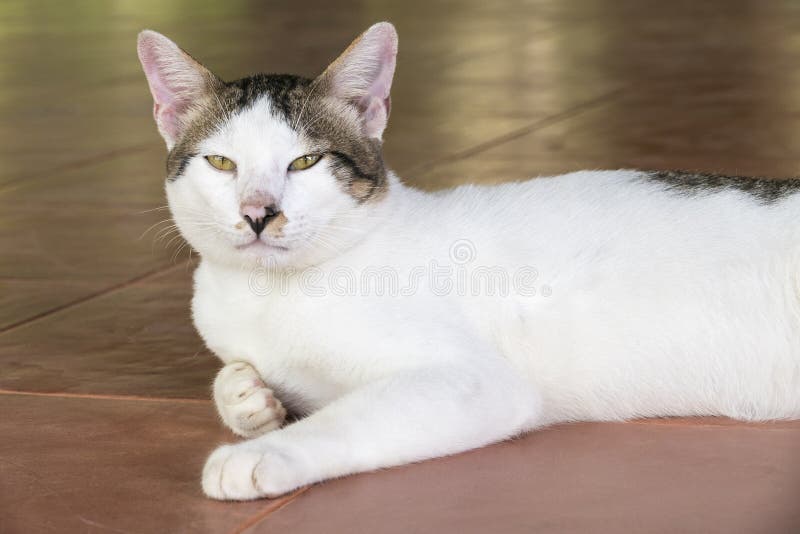 Cute Thai cat stock photo. Image of purebred, mammal - 85254874