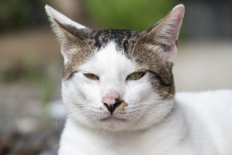 Cute Thai cat stock image. Image of pretty, cute, mammal - 85268895