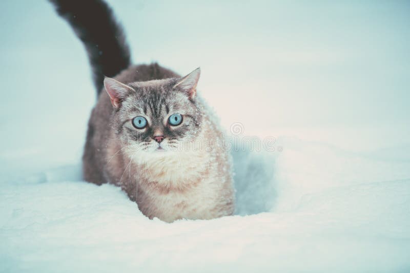 A Cute Thai Cat Walks in Deep Snow Stock Photo - Image of cute, outdoor ...