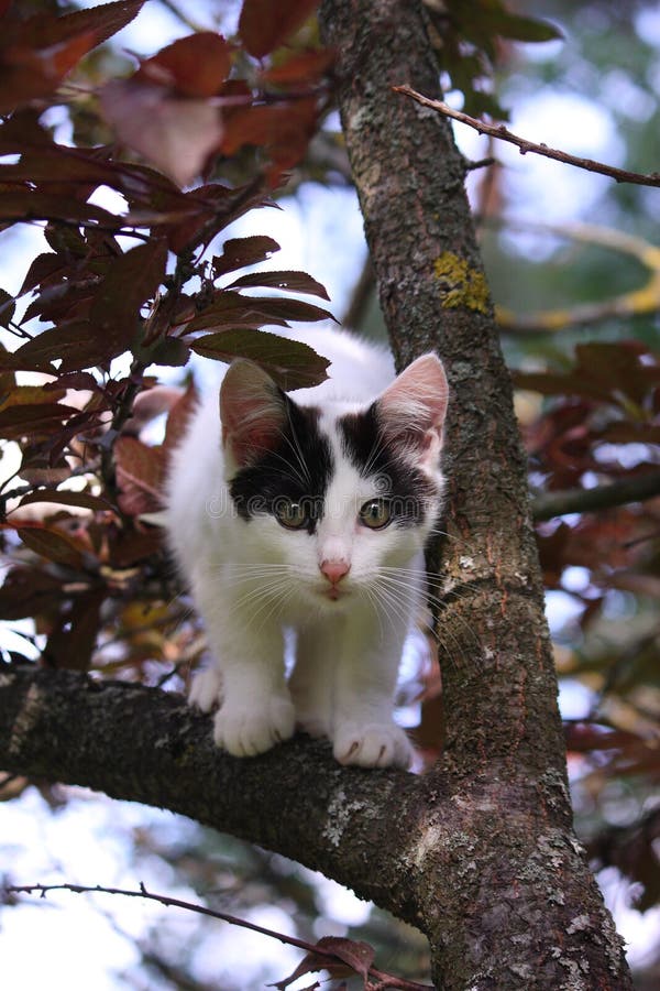 Cute Three Colored Kitten Climbing on the Tree Stock Photo - Image of ...