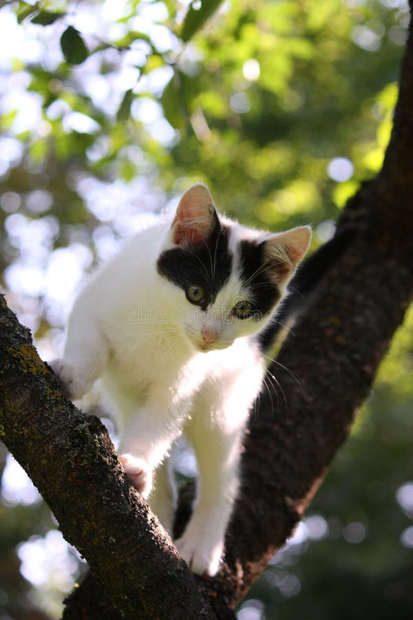 Cute Three Colored Kitten Climbing on the Tree Stock Image - Image of ...