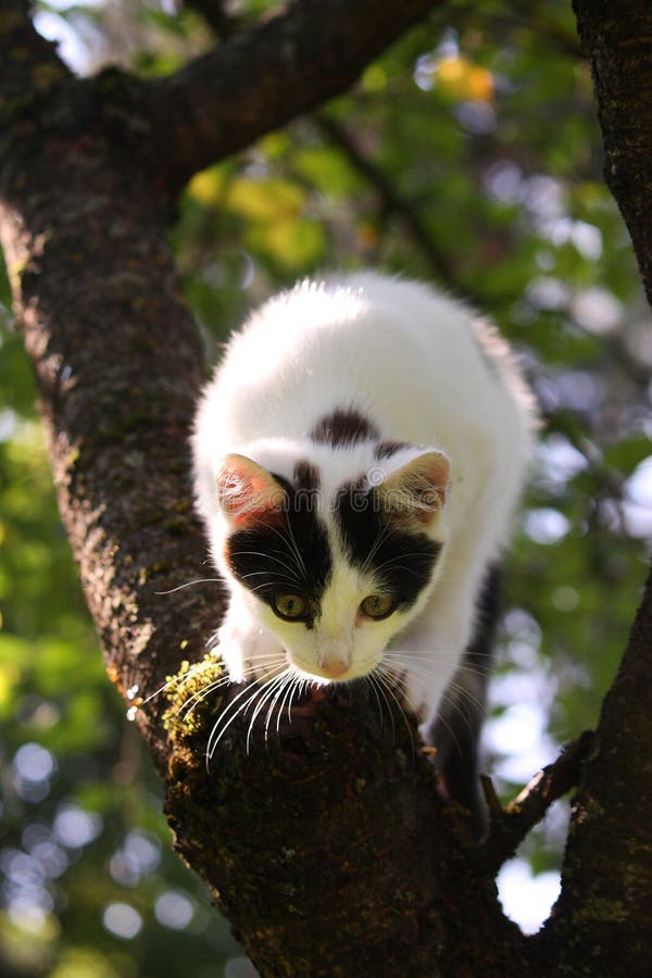 Cute Three Colored Kitten Climbing on the Tree Stock Image - Image of ...