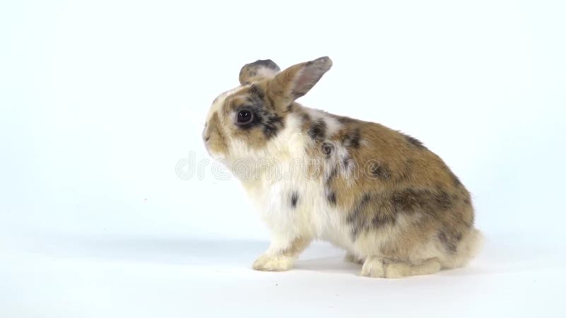 Cute Three Colored Rabbit is Sniffing and Looking Around, Hand Little ...