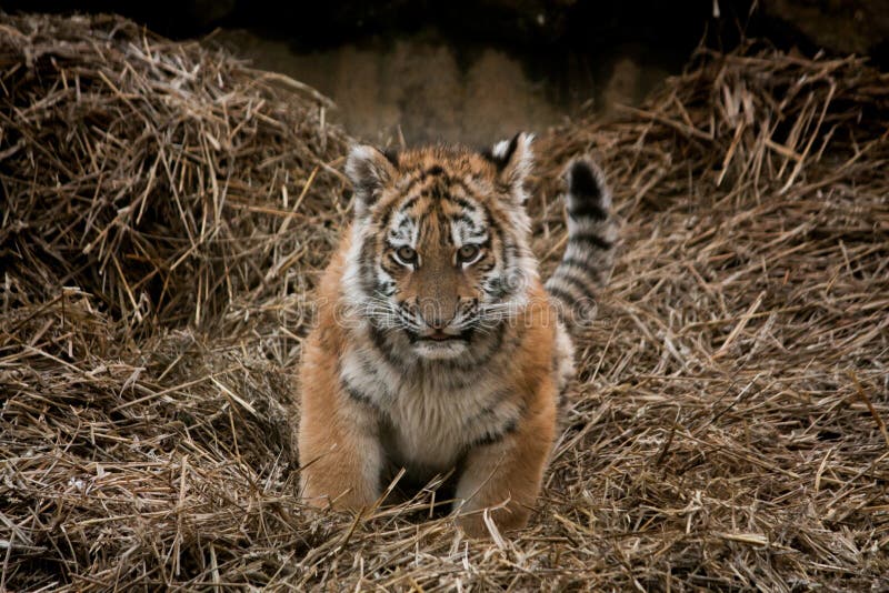 Cute Tiger Cub Resting in the Hay Stock Photo - Image of tiger ...