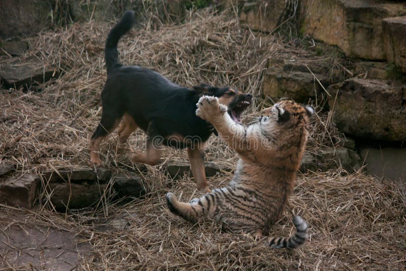 Cute Tiger Pup Playing with Dog Stock Image - Image of freedom, malayan ...