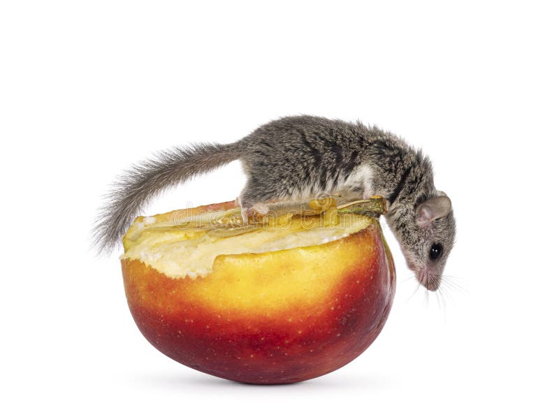 Graphiurus Murinus Stock Photos - Free & Royalty-Free Stock Photos from ...