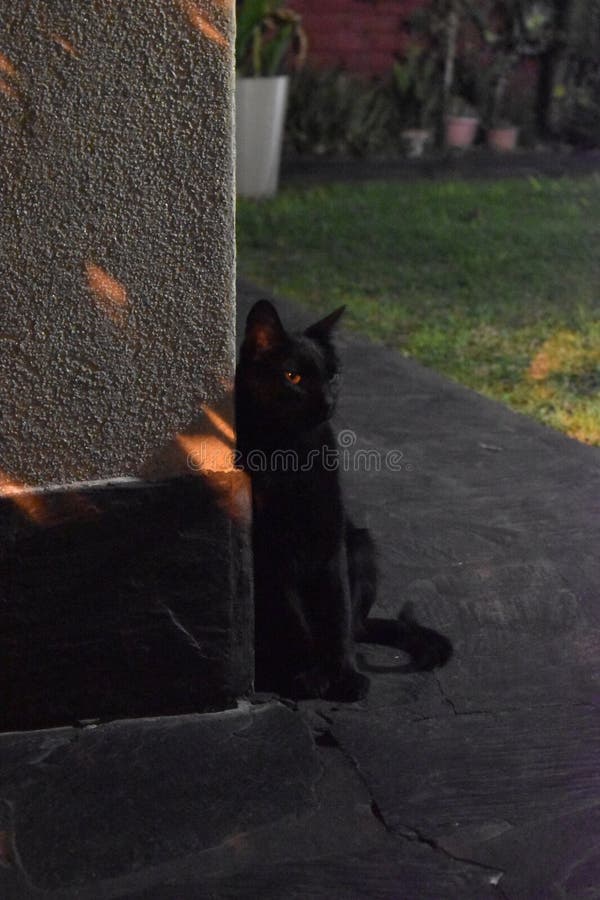 Cute tiny black cat stock image. Image of black, lighting - 304387611