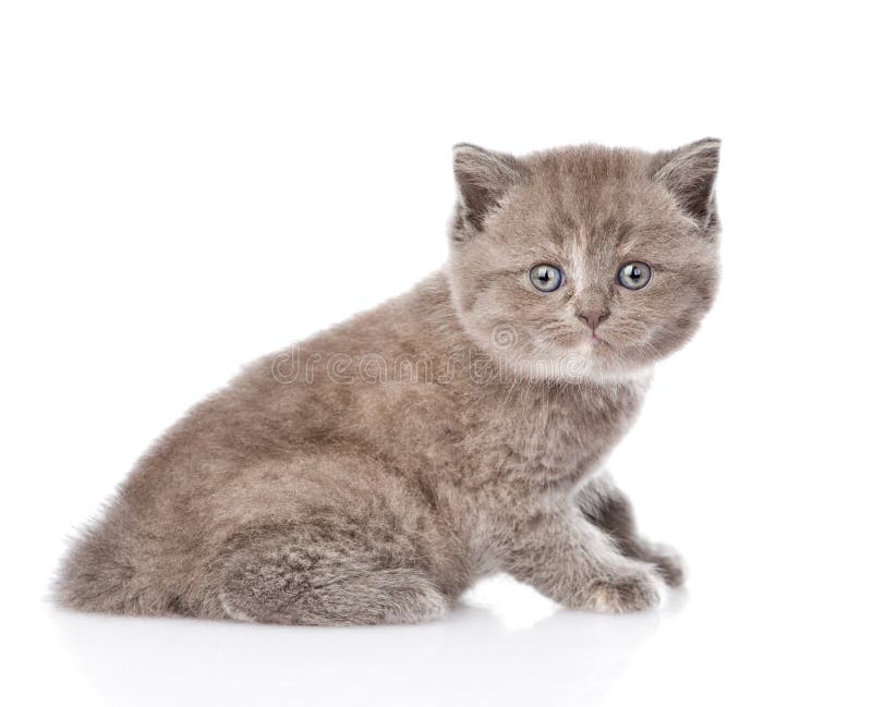 Cute Tiny Cat Looking at Camera. Isolated on White Background Stock ...