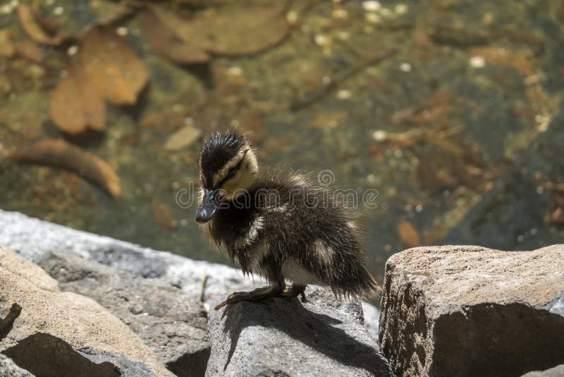 Cute tiny duck stock image. Image of child, spring, water - 260050669