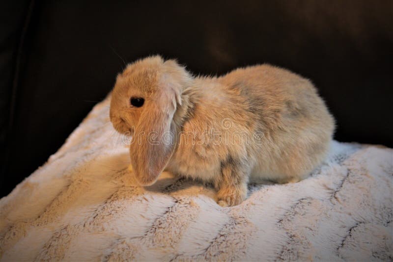 Cute Tiny Dwarf Bunny stock image. Image of holland, animal - 99921219