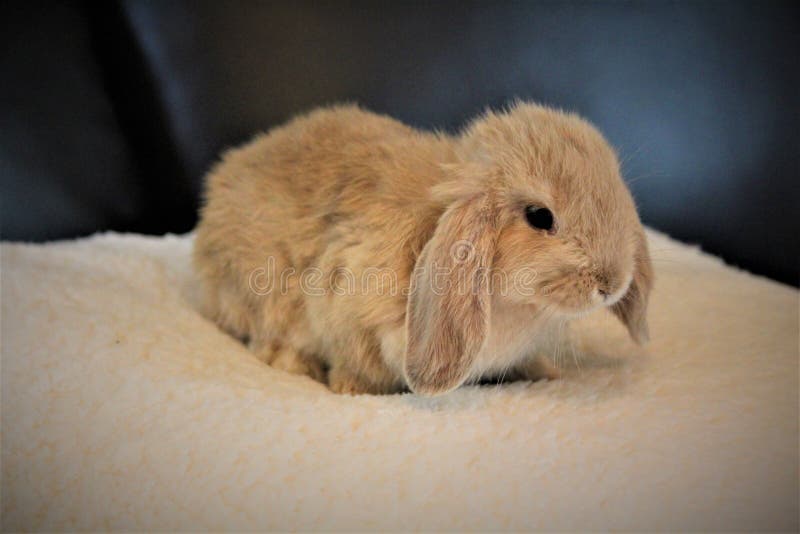 Cute Tiny Dwarf Bunny stock photo. Image of brown, miniature - 99921386